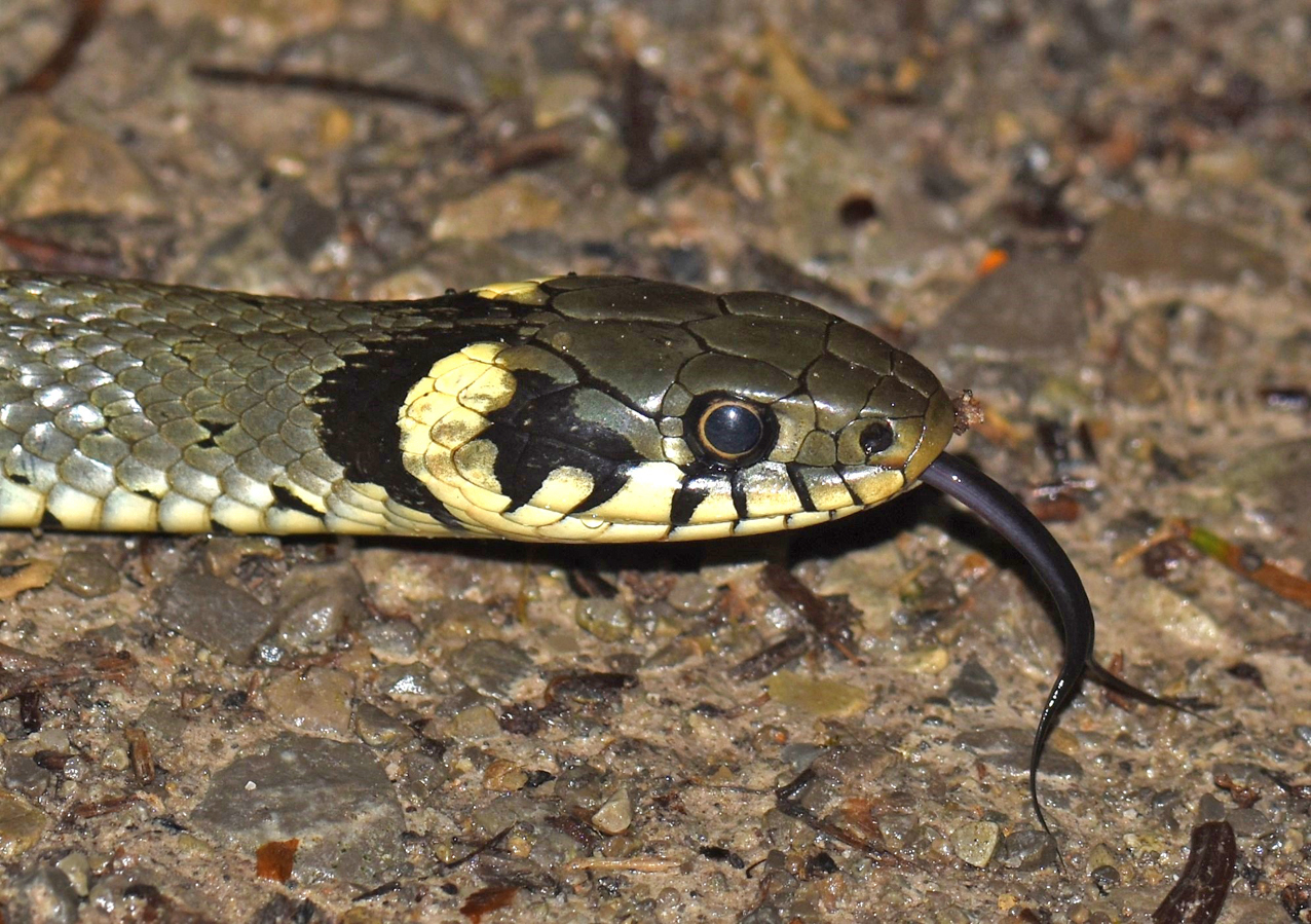 Die Ringelnatter – NABU Kreisverband Schwäbisch Hall