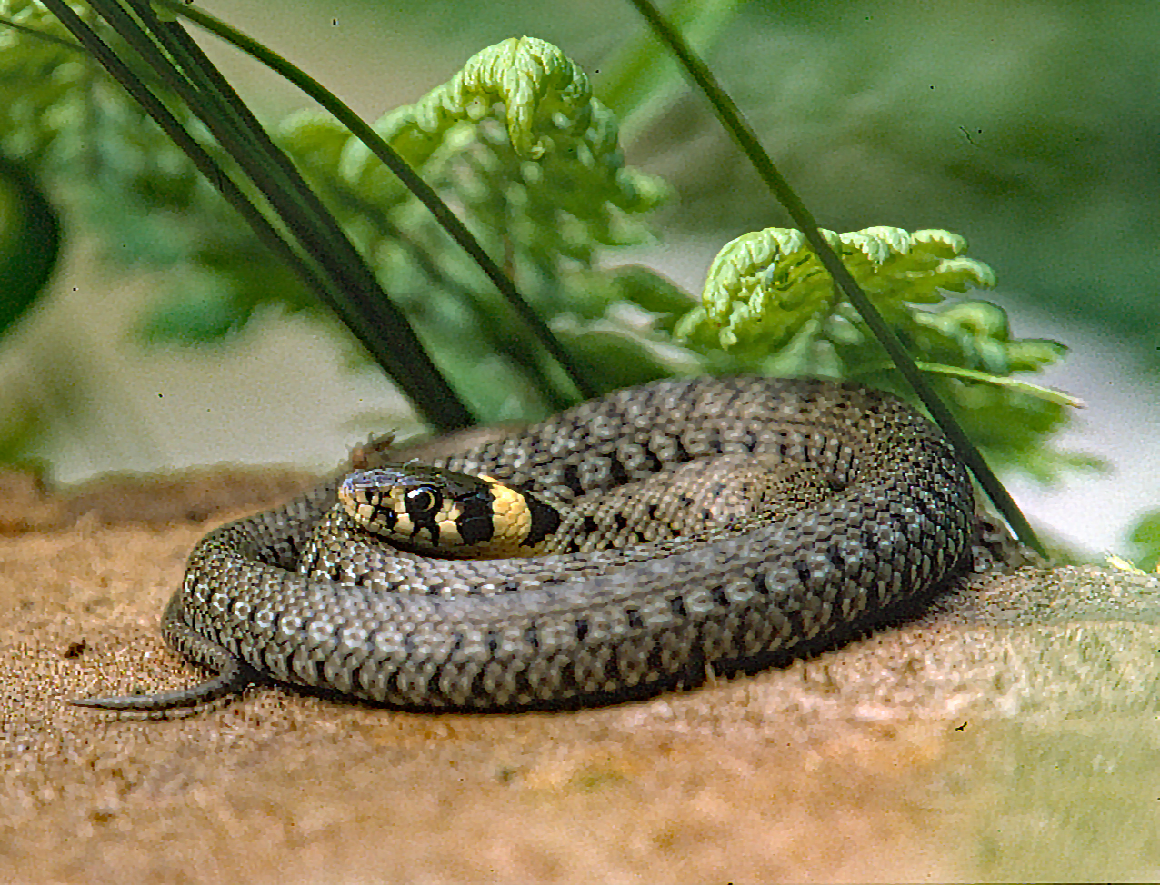 Die Ringelnatter – NABU Kreisverband Schwäbisch Hall