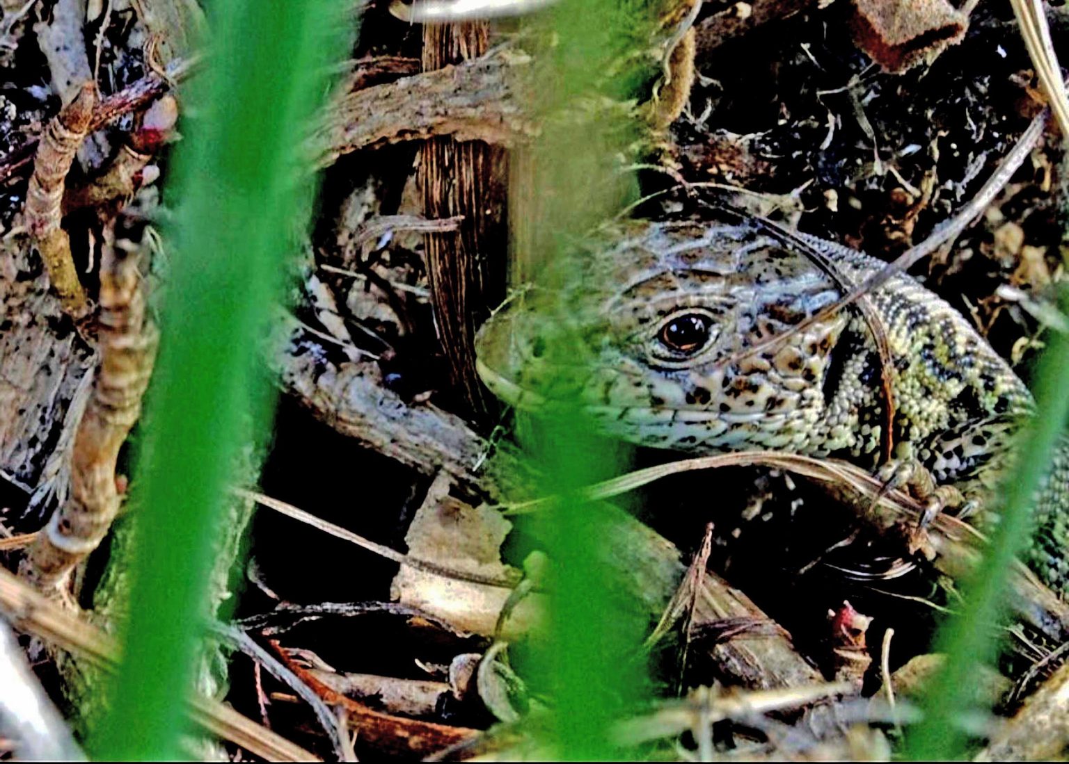 Die Zauneidechse – NABU Kreisverband Schwäbisch Hall