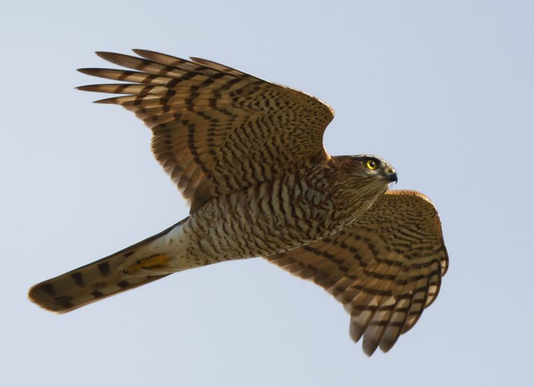 Der Sperber – NABU Kreisverband Schwäbisch Hall