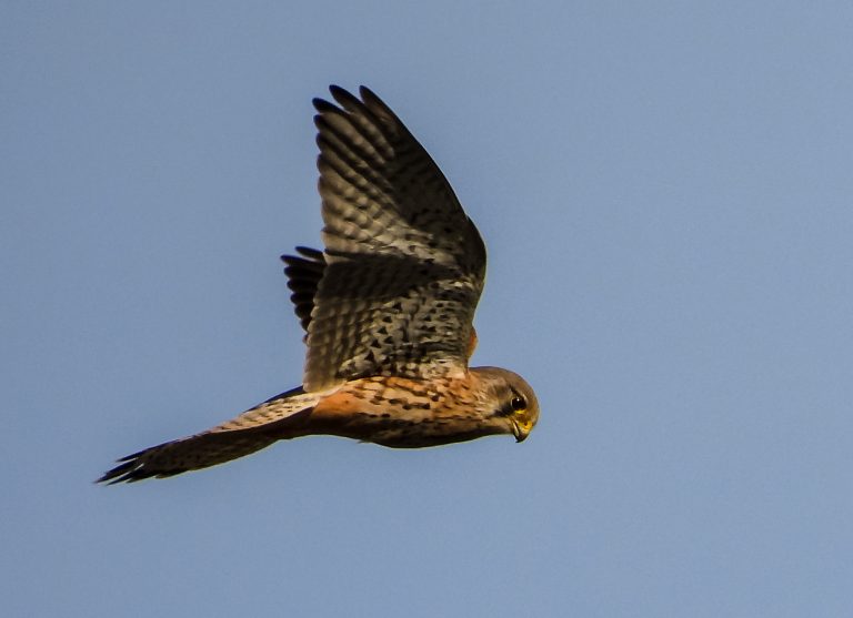 Der Sperber – NABU Kreisverband Schwäbisch Hall